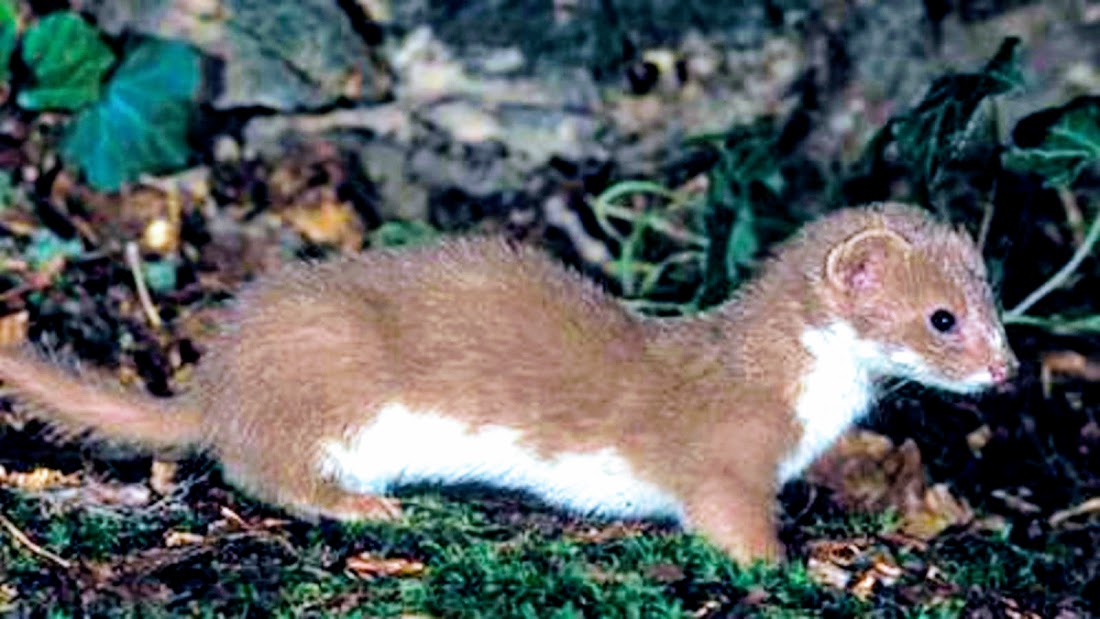 ANPP Animales y Plantas de Perú: Manco - Mustela africana