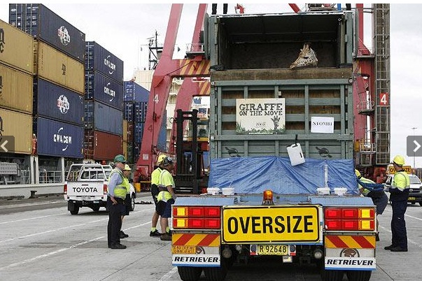 Heavy Cargo (HEA) | Vedo Yudistira