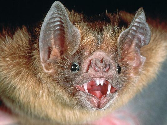 YARASA RESİMLERİ-Manzaralar