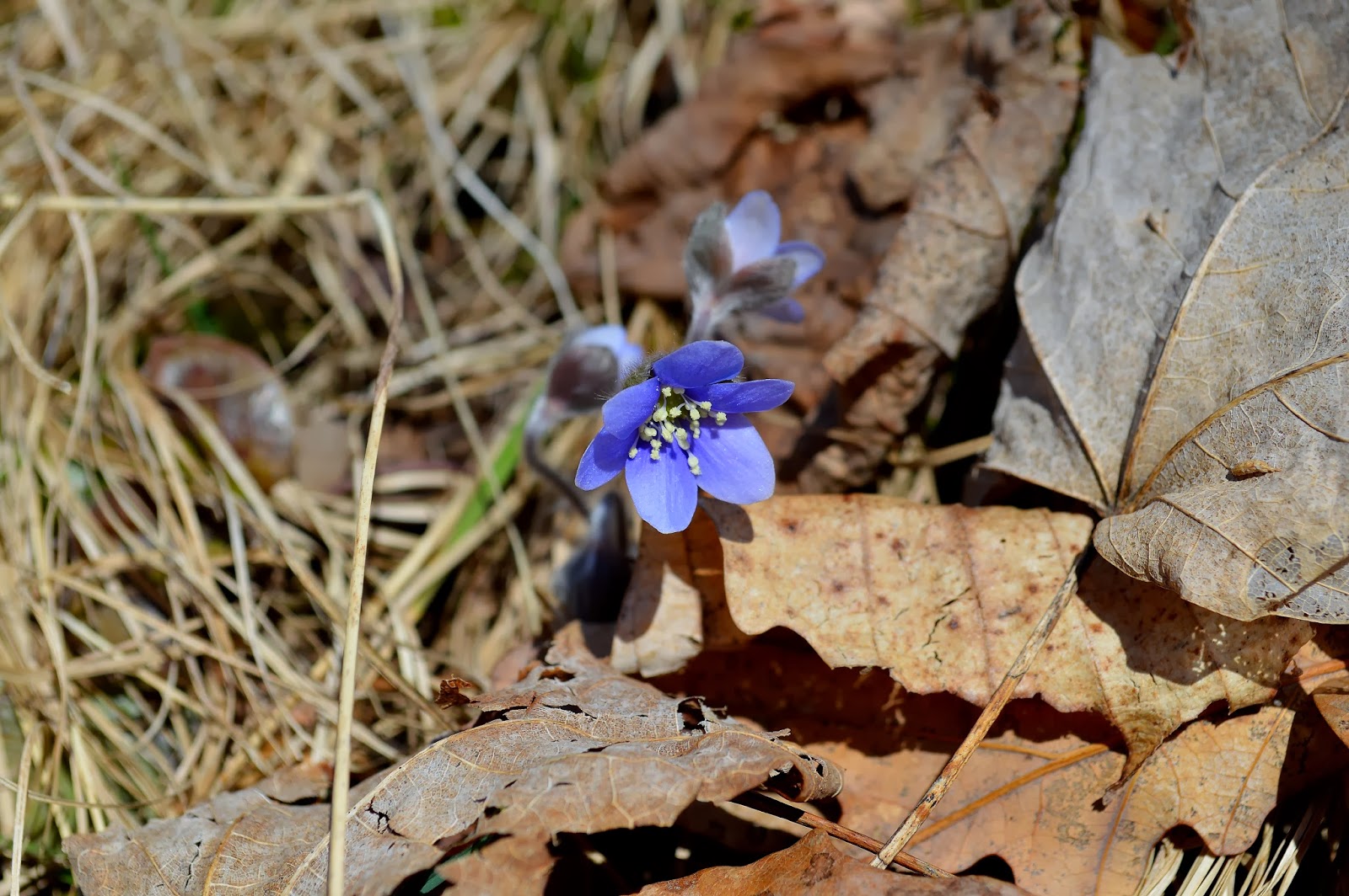 Nature of New York: Spring Ephemeral Wildflowers of Dutchess and Putnam ...