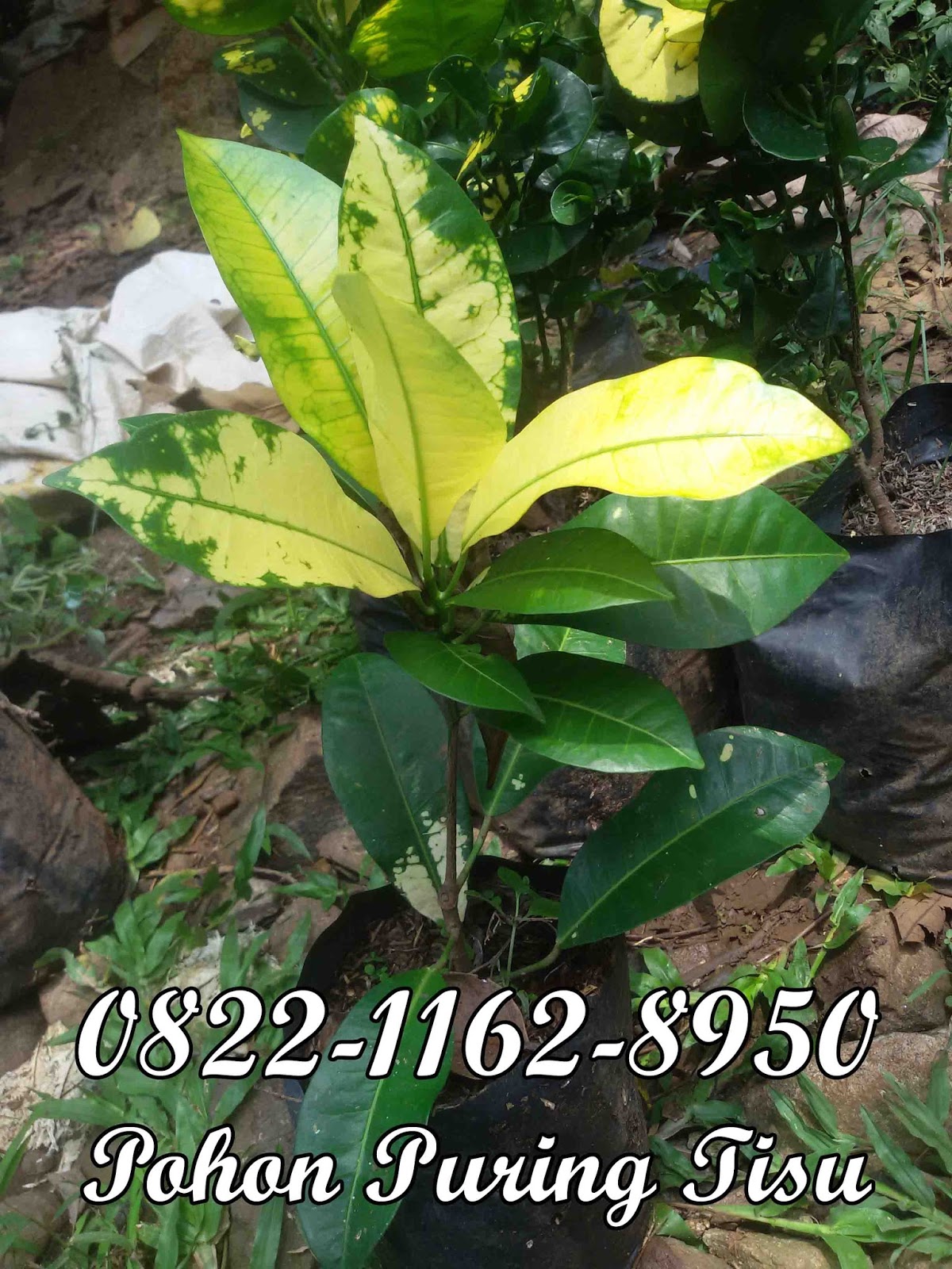 JUAL ANEKA POHON PURING | POHON PURING HIAS | TANAMAN PERDU | TANAMAN ...