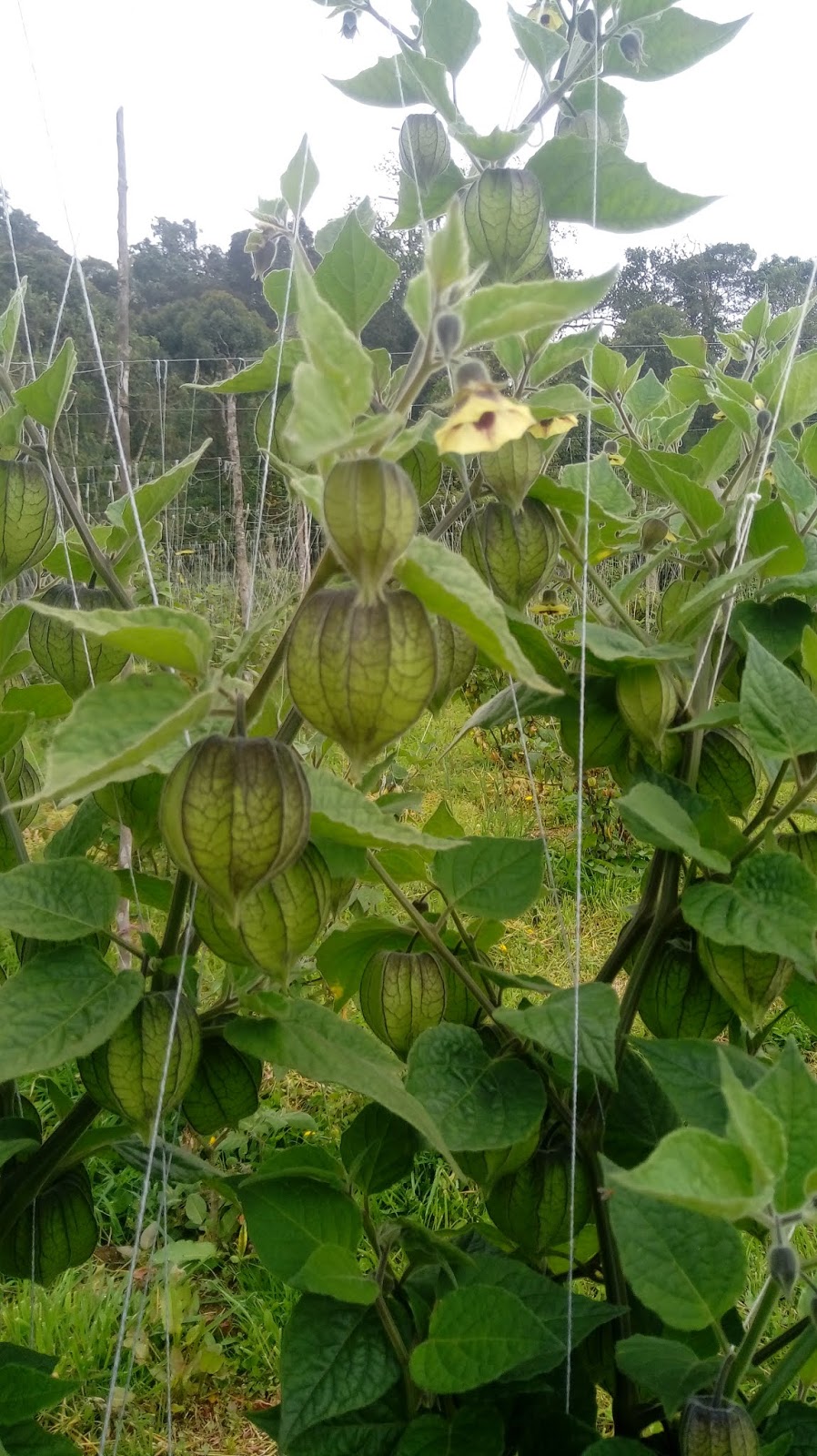 Que es la Uchuva (Physalis peruviana)