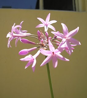 FLORES QUE ENCANTAM O MUNDO: FLORES E SUAS DEFINIÇÕES Racemo ou racimo ...