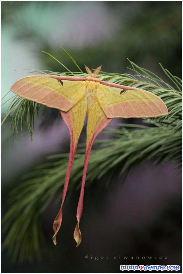 Incredible Insect Photography By Igor Siwanowicz (30 Pics)