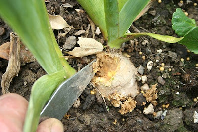 World of Irises: Bacterial Rot in Irises