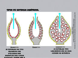 A Culpa é da Biologia: Poríferos - primeiro animal