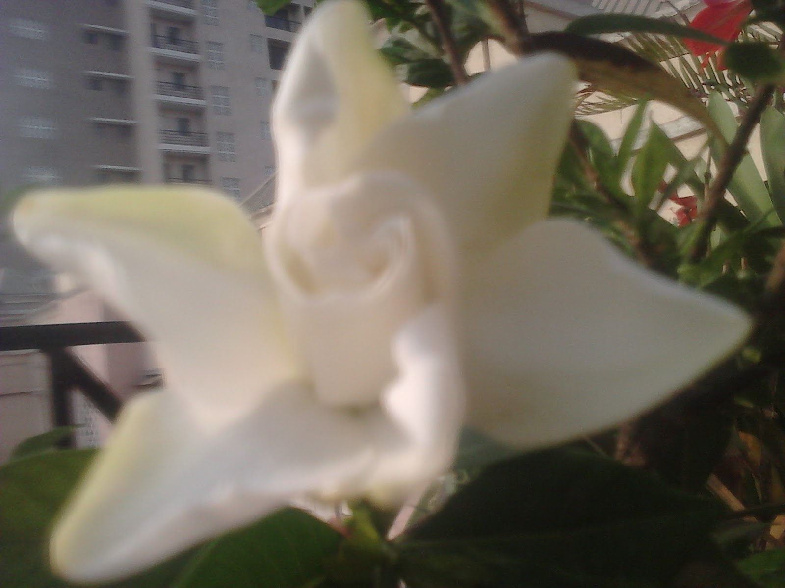 Garden Care Simplified: Fragrant Anant Gardenia Flowers for West and ...