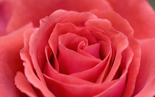 Valentine's Day Pictures 2013: Pink Roses - High Resolution Images