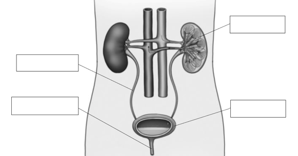 LE SYSTÈME EXCRÉTEUR.