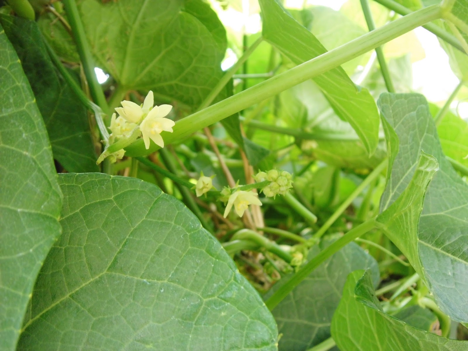 Labu Siam (Sechium edule)