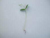 Gradina si gradinaritul, pasiuni de-o viata: salcami-inmultire prin seminte