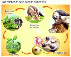 CADENA ALIMENTICIA Y SUS COMPONENTES | Eco Gaia