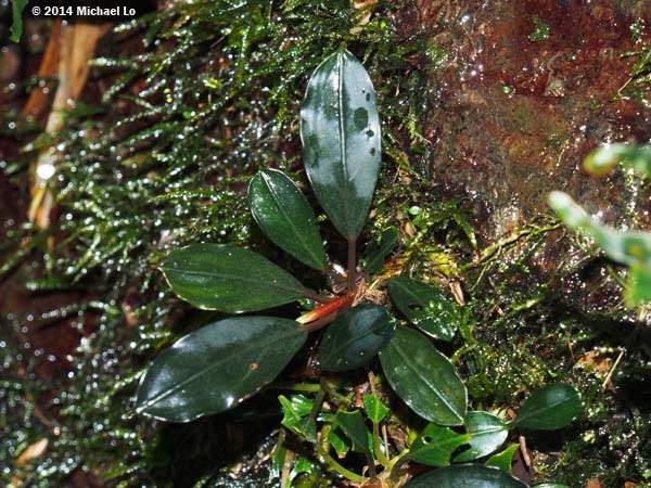 The rainforests of Borneo & Southeast Asia: Bucephalandra bogneri from ...