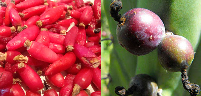 Gastronomía y Atractivos Naturales de Cadereyta de Montes, Querétaro ...