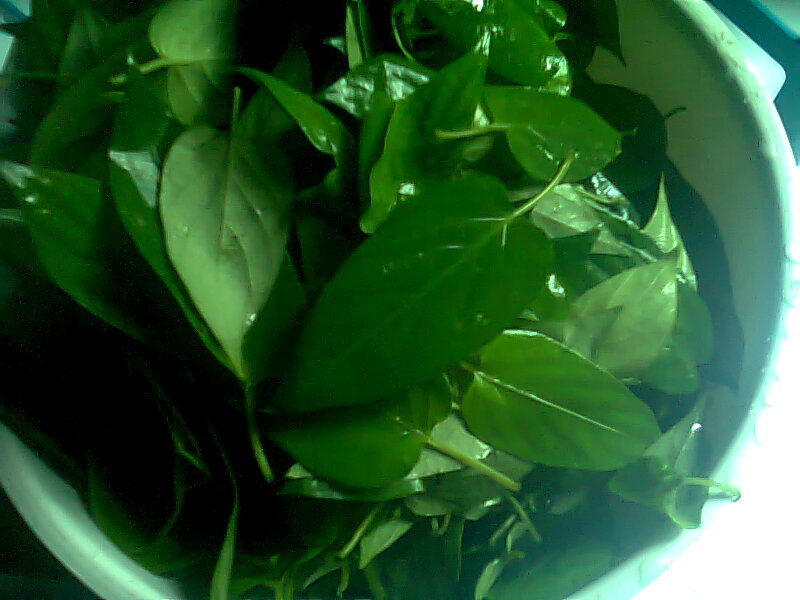 Baiti, Habibati...: Bothok simbukan