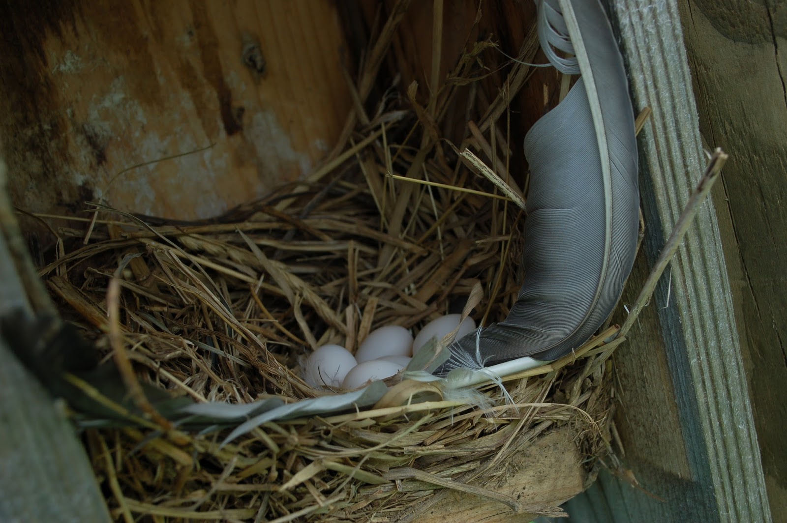 Native Plant Action Network