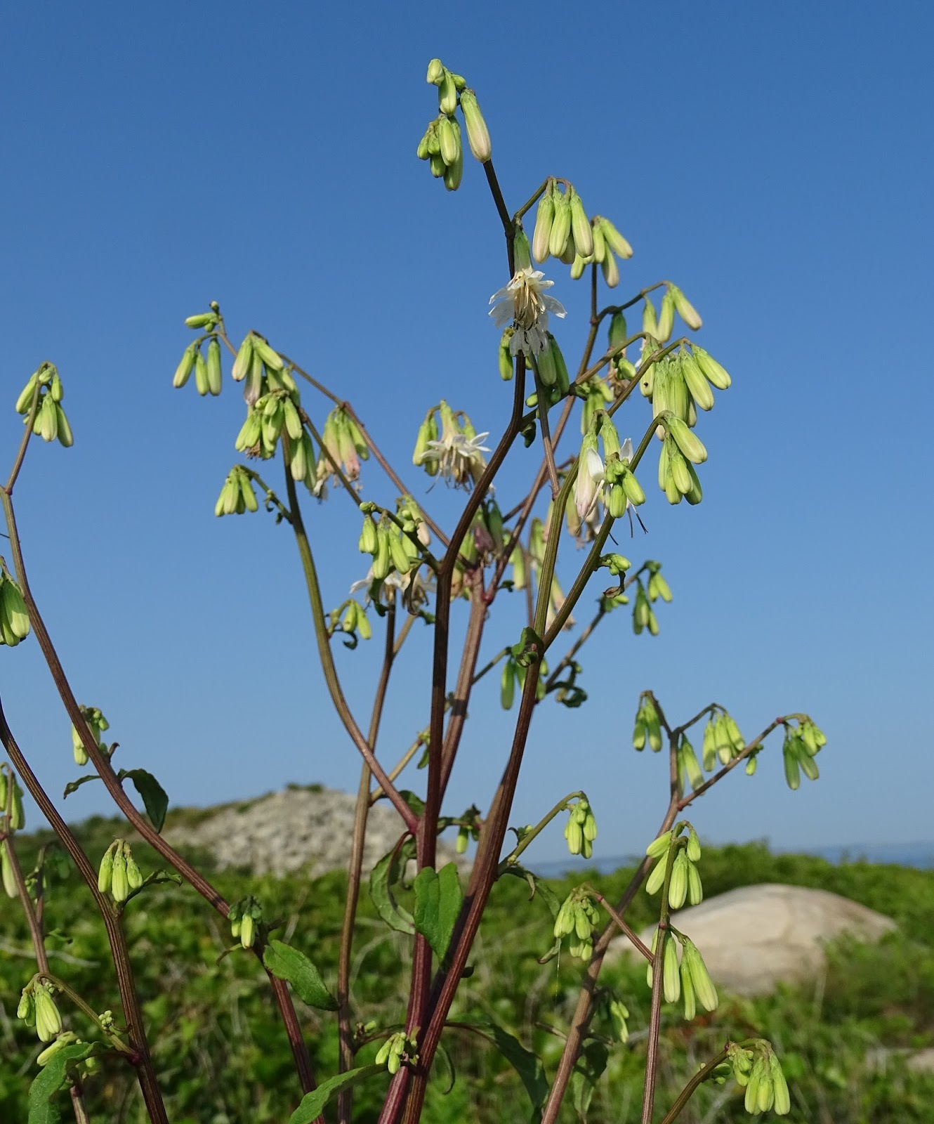 Notes from Halibut Point: The Daisy Family, Part 1