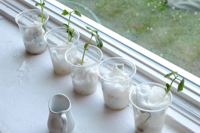 Sprout: Seed Experiments in the Garden!