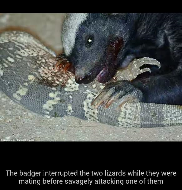 Unlucky monitor lizard is attacked and eaten as it mated