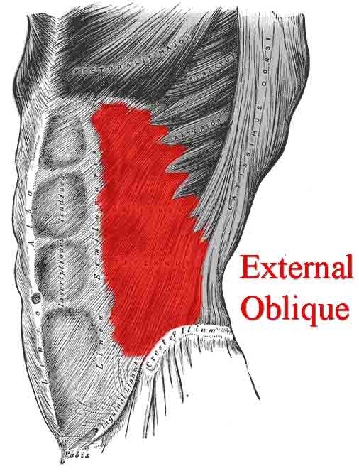 A MUSCLE A DAY: External Oblique