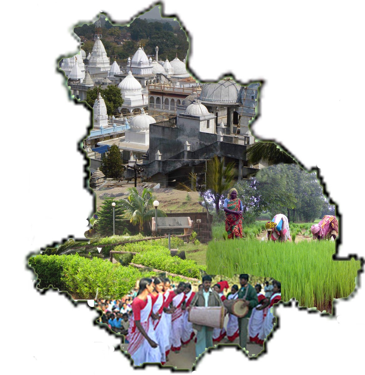 Peperomia pellucida (Ghusripan): A shallow-rooted herb in the holy ...