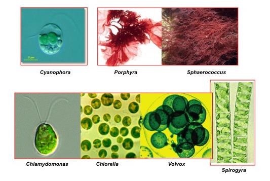 Reino Protista: Ejemplos del Reino Protista segun su taxonomia