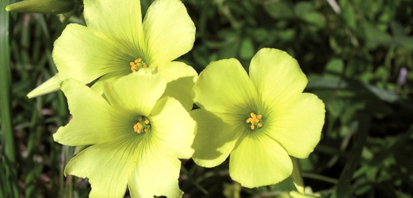 Azedas - Somos Madeira