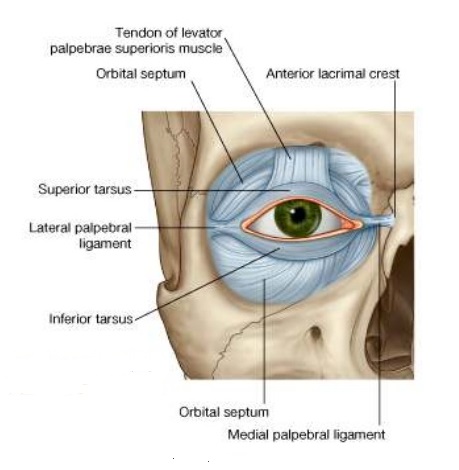 FISIOLOGÍA DE LOS PÁRPADOS | FISIOLOGÍA DE LA VISIÓN I