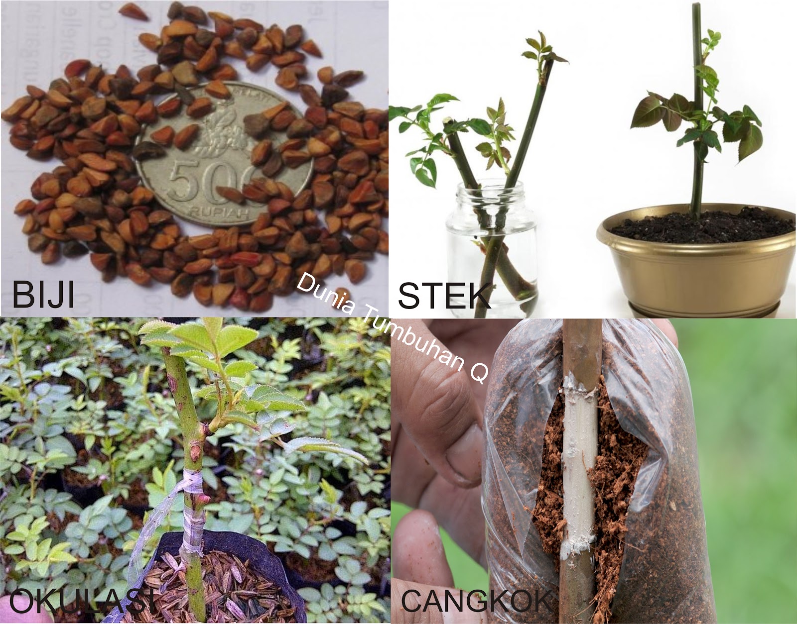 CARA MERAWAT BUNGA MAWAR AGAR CEPAT BERBUNGA | di Copy dulu lalu di ...