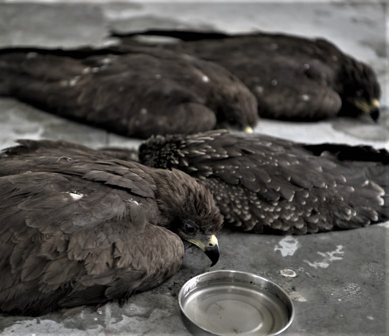 BARRY the BIRDER: Many Black Kites perish...