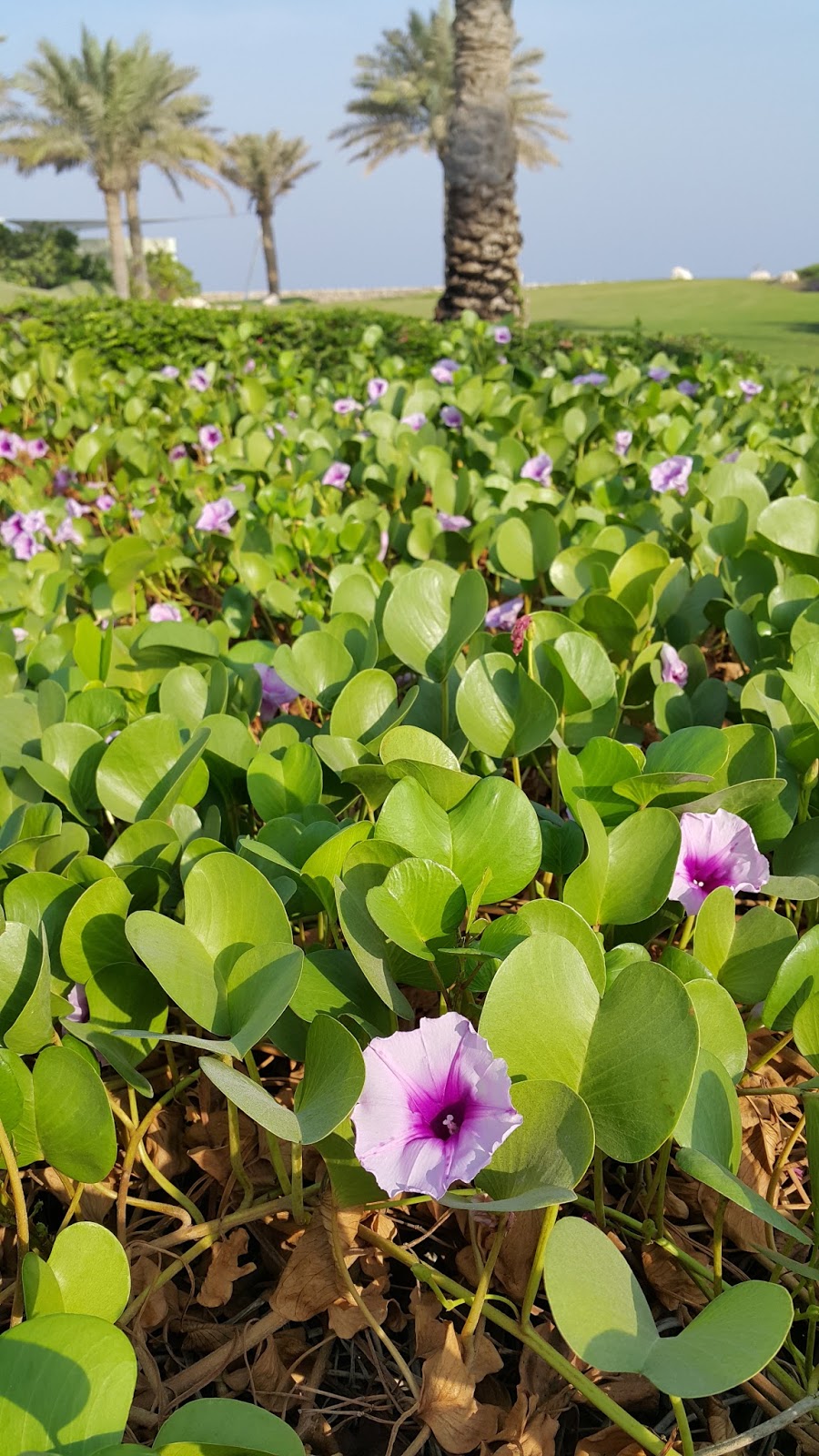 Brenda Hyde: Flowers In Bahrain