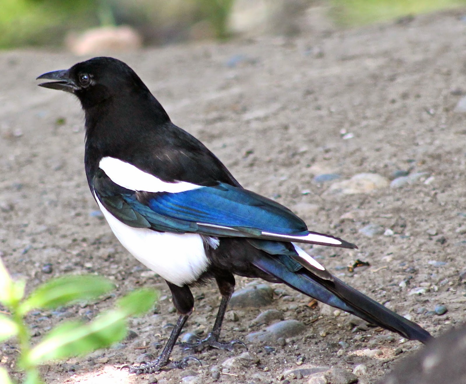 Black-billed Magpie | Pet birds, Beautiful birds, Pretty birds