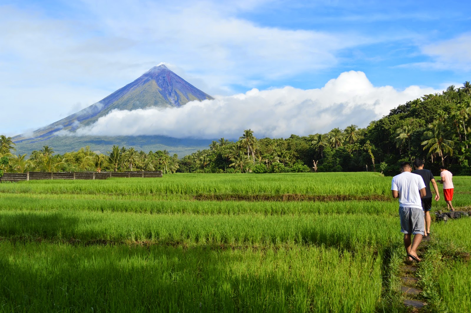 5 Reasons Why Mayon Volcano Rocks - Pinoy Bonsai