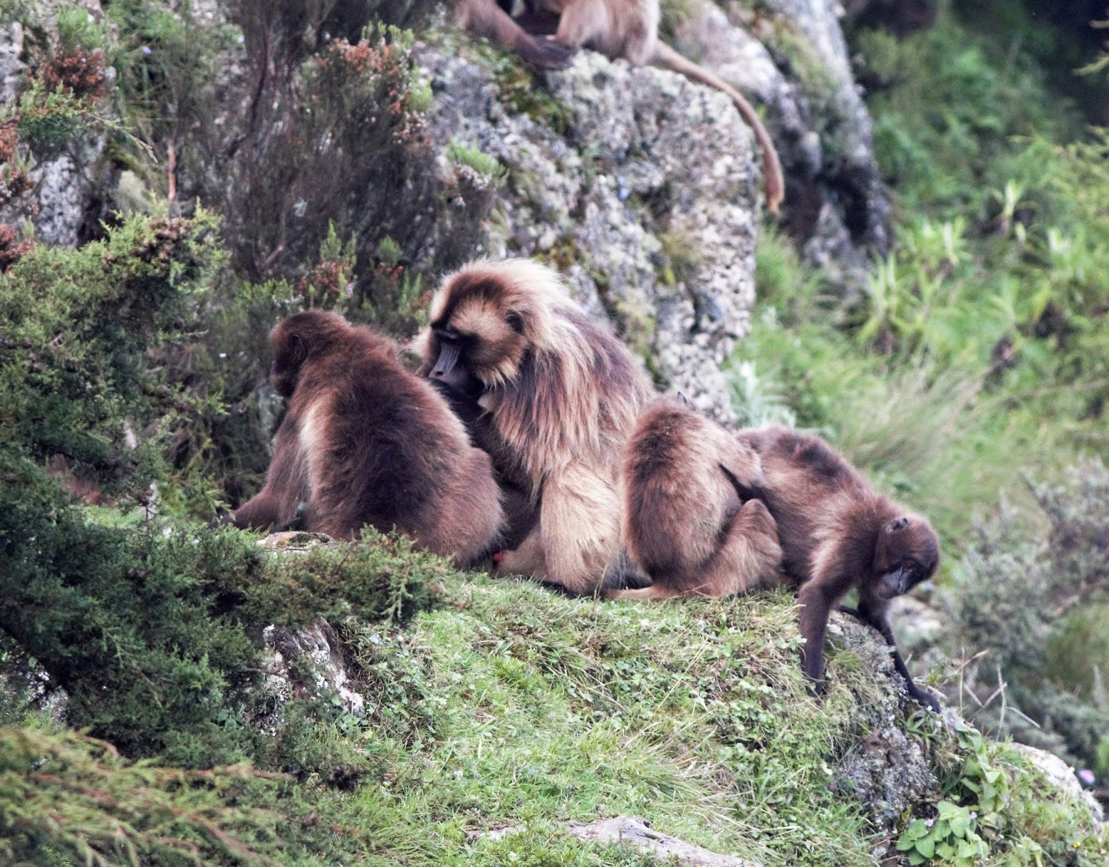 sunshinecoastbirds: ETHIOPIA PART 2 – Gelada Baboons to Awash National Park