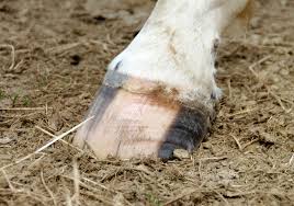 Equi Dailynews: Hoof Rings in Horses: What Do They Mean?