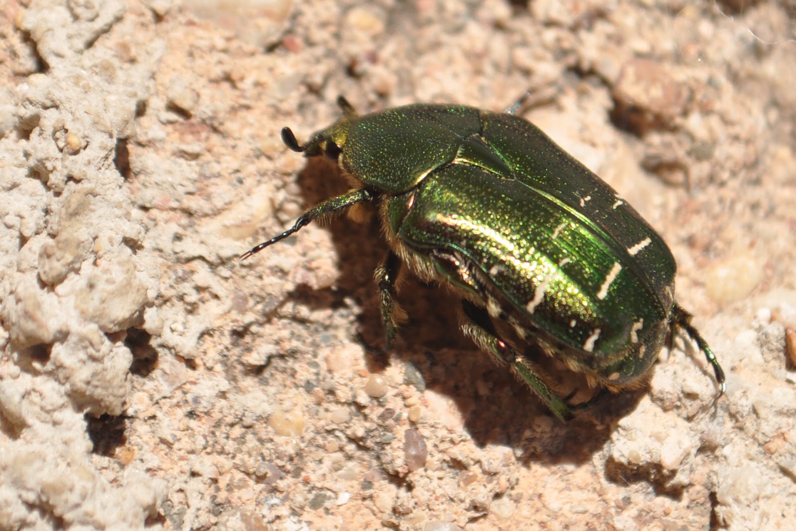 ZOOTOGRAFIANDO (MI COLECCIÓN DE FOTOS DE ANIMALES): ESCARABAJO VERDE ...