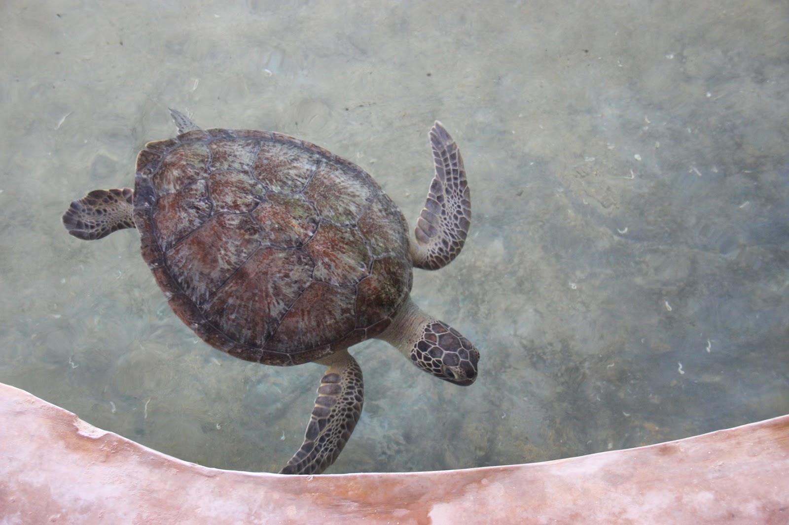 Mary`s Secret: Sri Lanka. Kosgoda. Arun and Aman Turtle Conservation Center