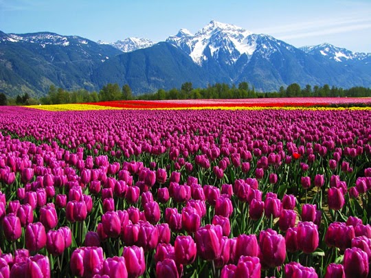 Most beautiful and best flower fields in the world - Part 1 ~ Photos ...