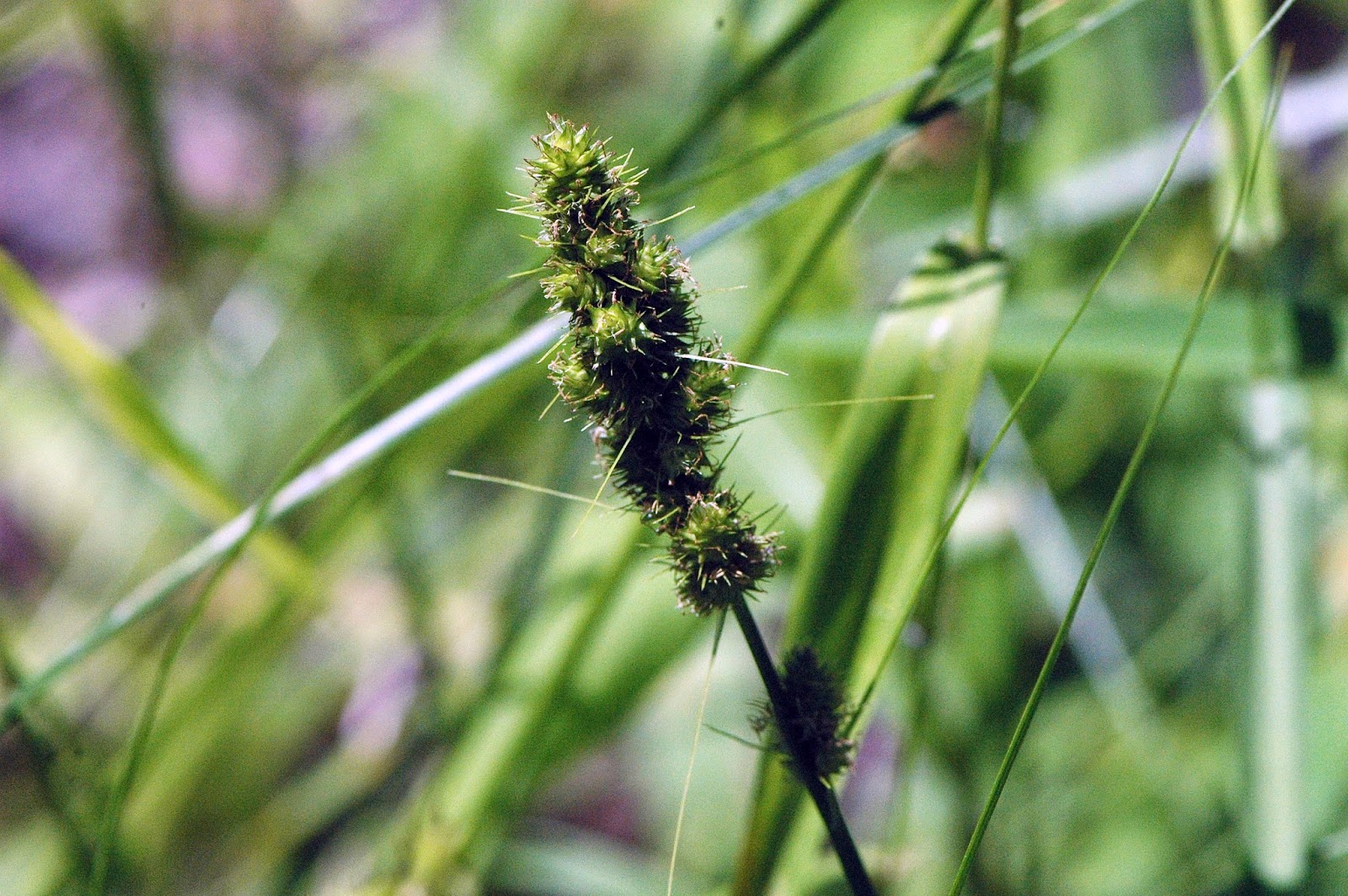 Field Biology in Southeastern Ohio: Carex Sedges part 2-star, spiny ...