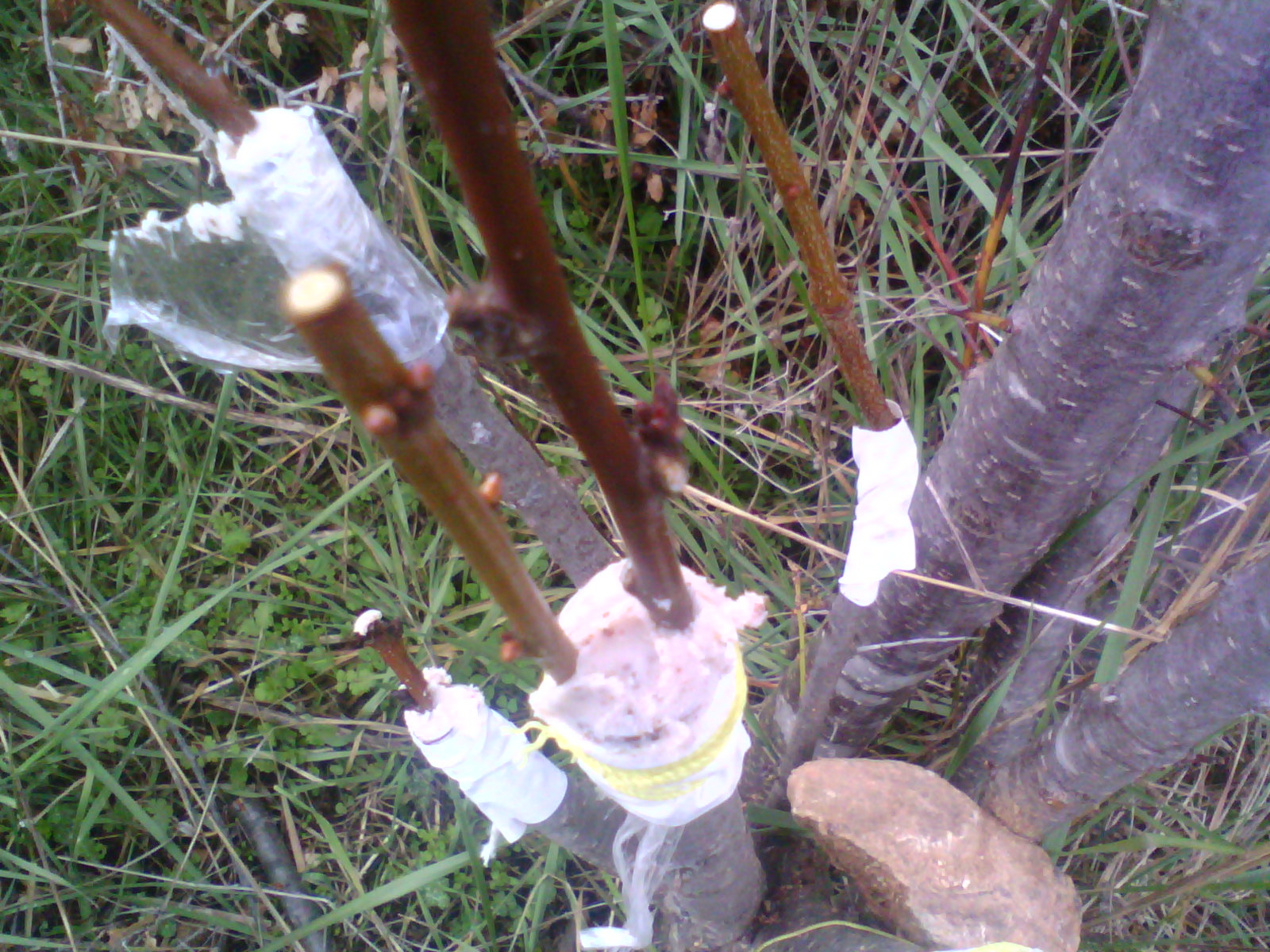 ΟΤΙ ΘΕΣ ΓΙΑ ΤΑ ΦΥΤΑ: Μπολιασμα κορομηλιας