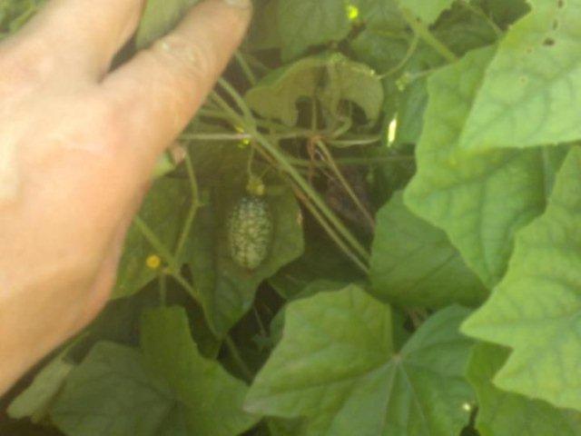 päikesetoit: Mehhiko pisikurgid - hapukurk otse põõsast:)