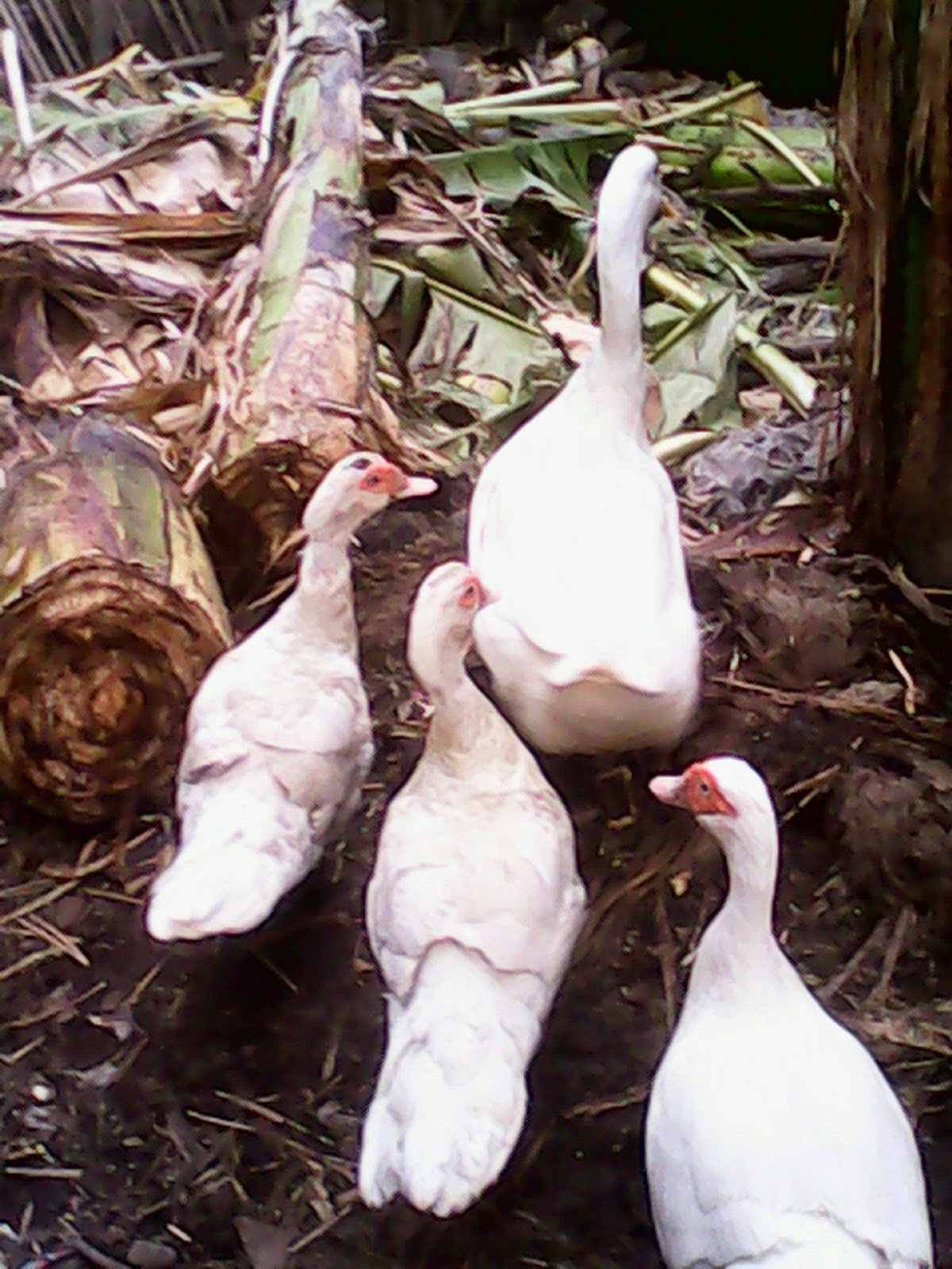 Peternakan Entok: 2014