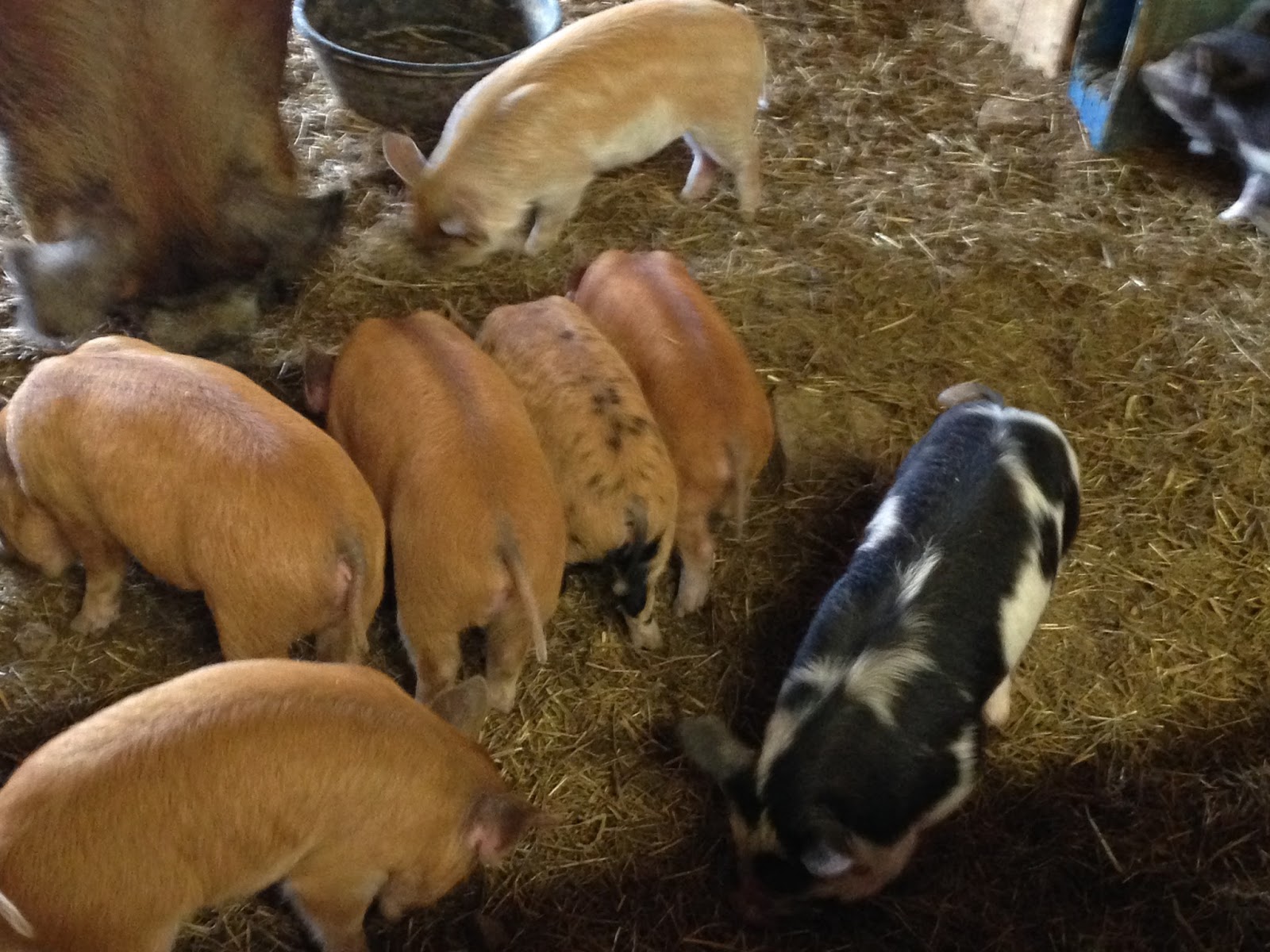 Fitzgerald's Family Farm: Registered Idaho Pasture Piglets For Sale