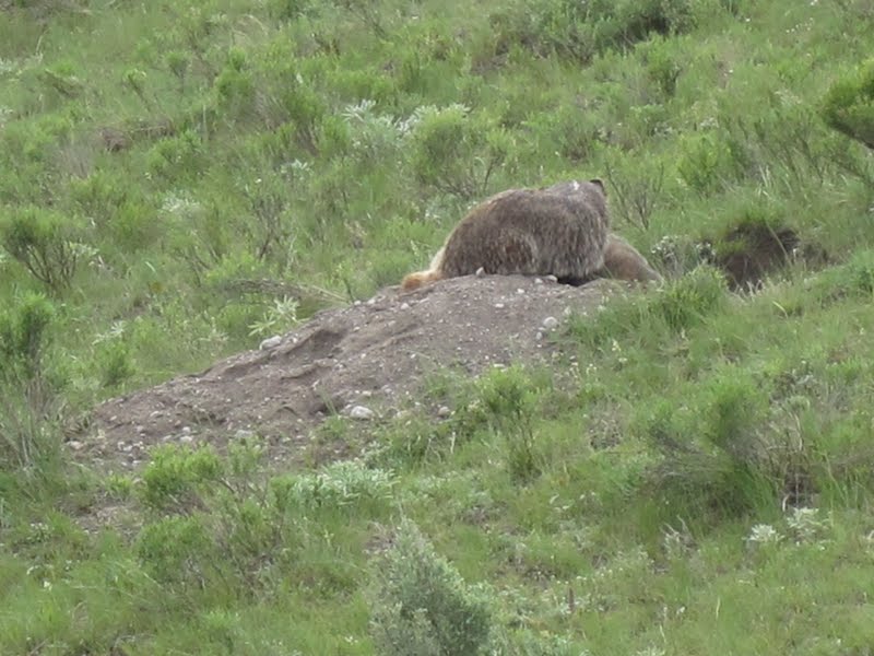 The Scallywagon: YOU SKIN GRIZ', PILGRIM? Yellowstone National Park
