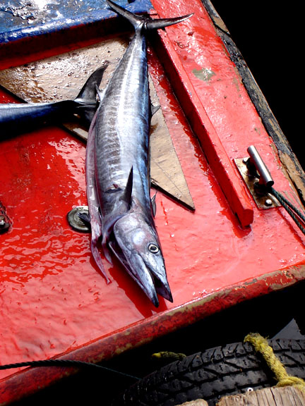 CHEF SAMBRANO: MAUI Wahoo (Ono) Da Fish Gold