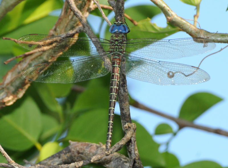 A Wandering Naturalist: Florida: Some Florida Dragonflies