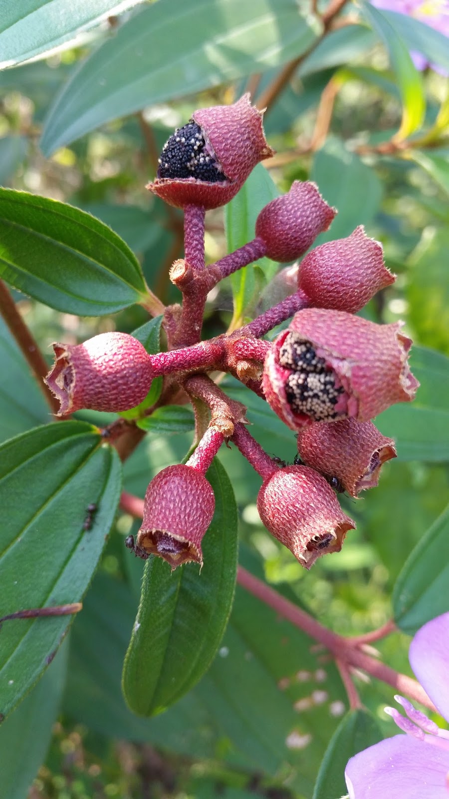 Warisan Petani: Pokok senduduk.