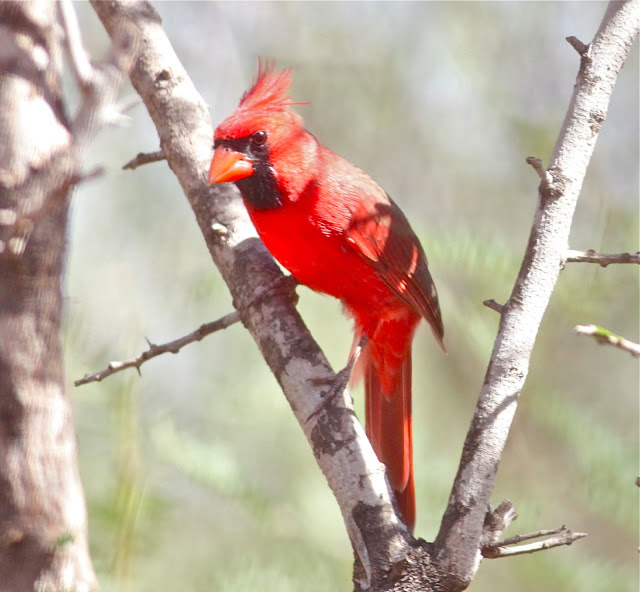 Birding Is Fun!: The Martin Refuge at the Rio Grande Valley Birding ...