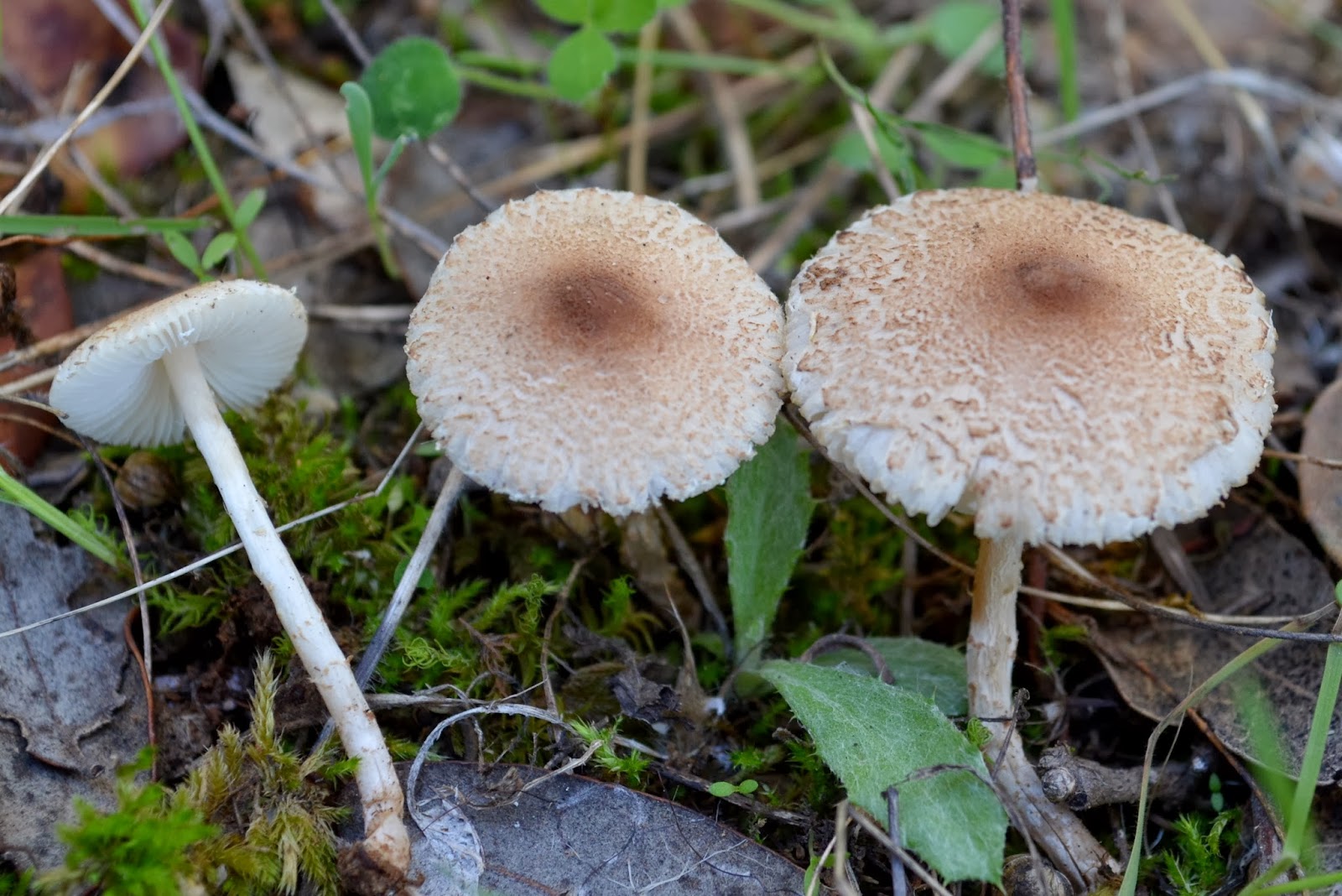 Setas Extremadura : Lepiota Pallida