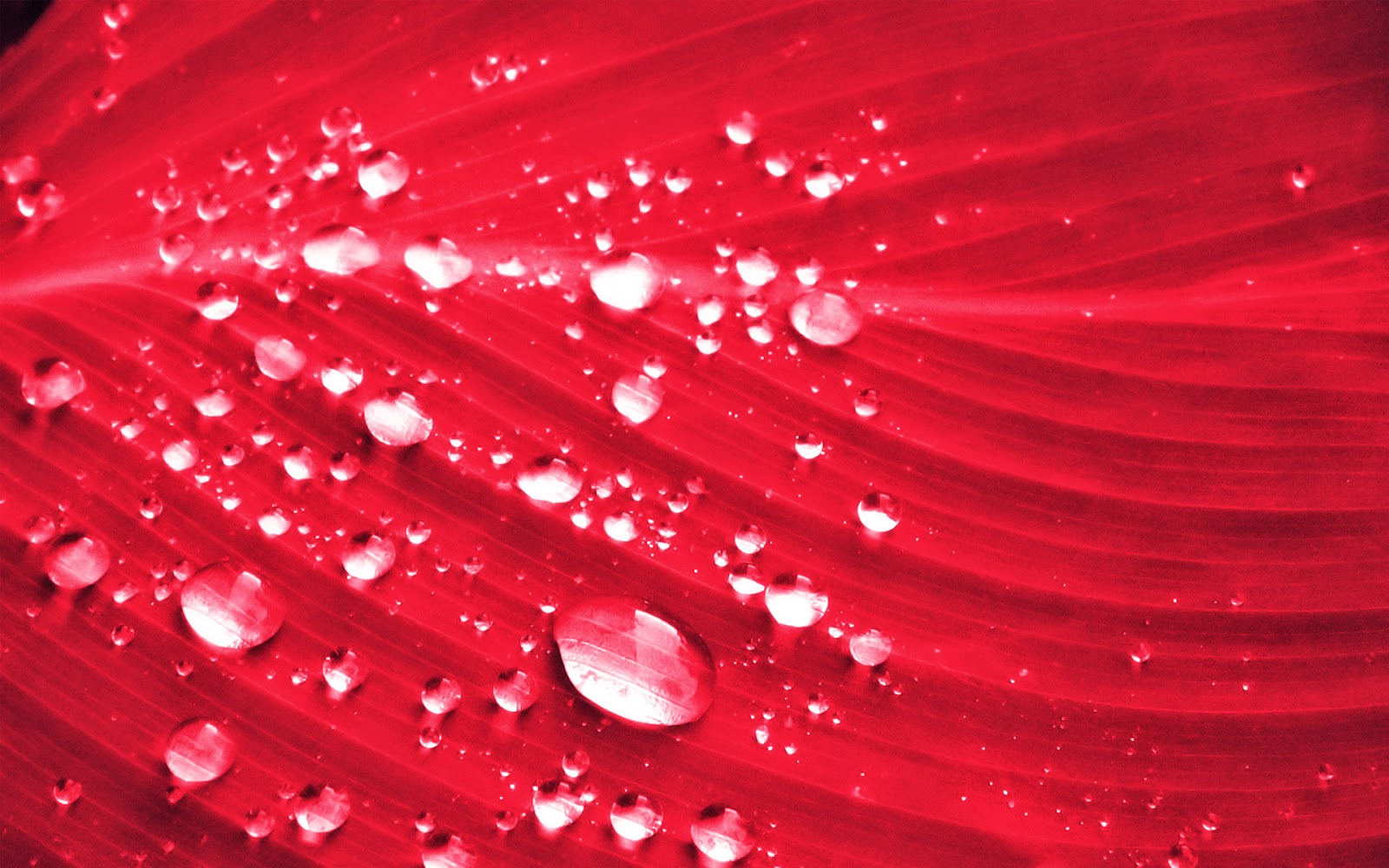 Water Drops on Red Rose Wallpapers
